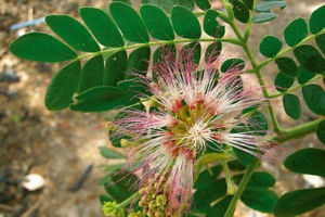 Arboretum | Kementerian Kehutanan